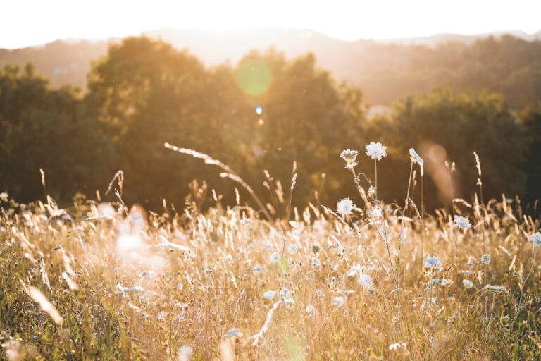 The Rise of Rewilding in the UK: How Boothby Wildland and LettsSafari ...